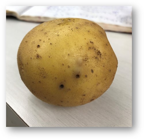 Effect of cut seed tubers and Metarhizium brunneum on wireworm damage ...